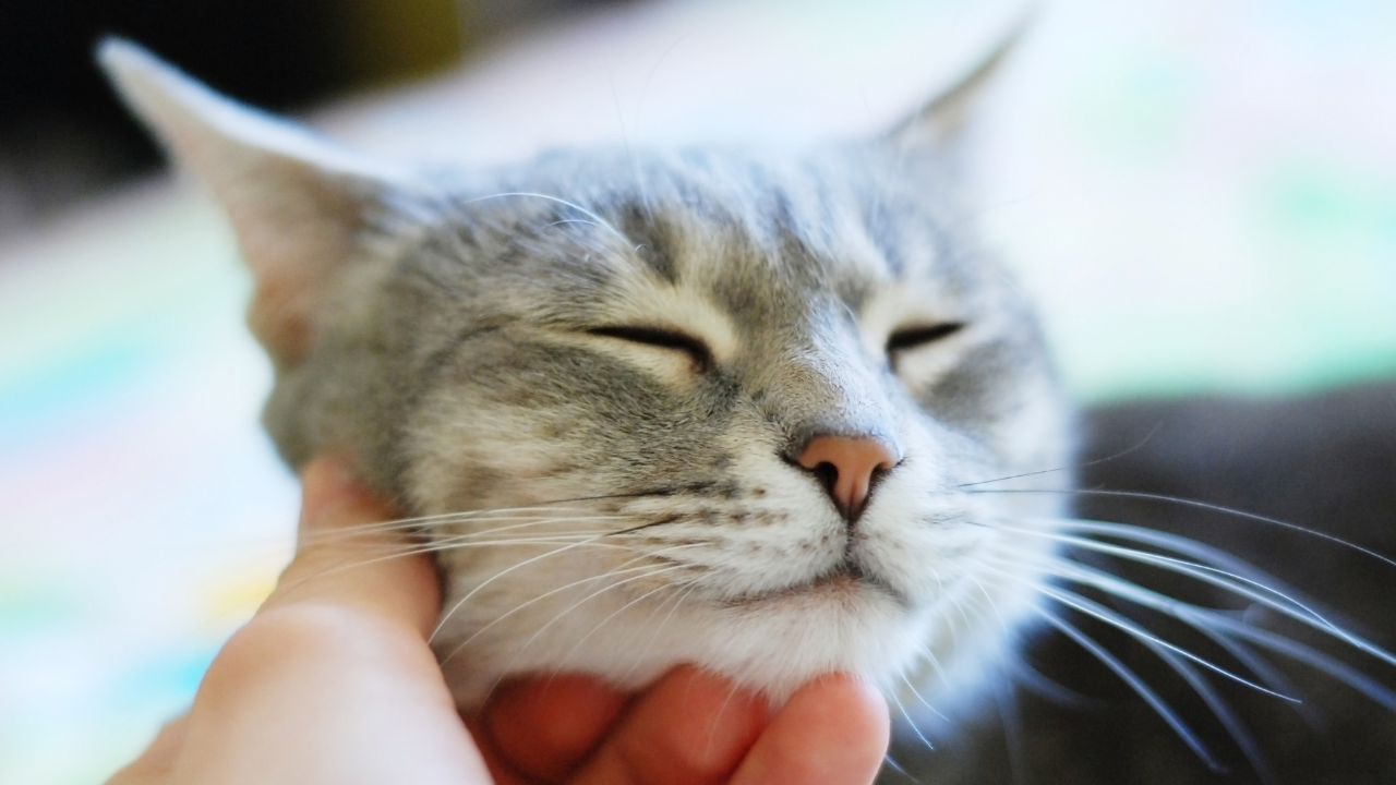 Why Are Cats Associated with Witches? Are They the Perfect Companion ...