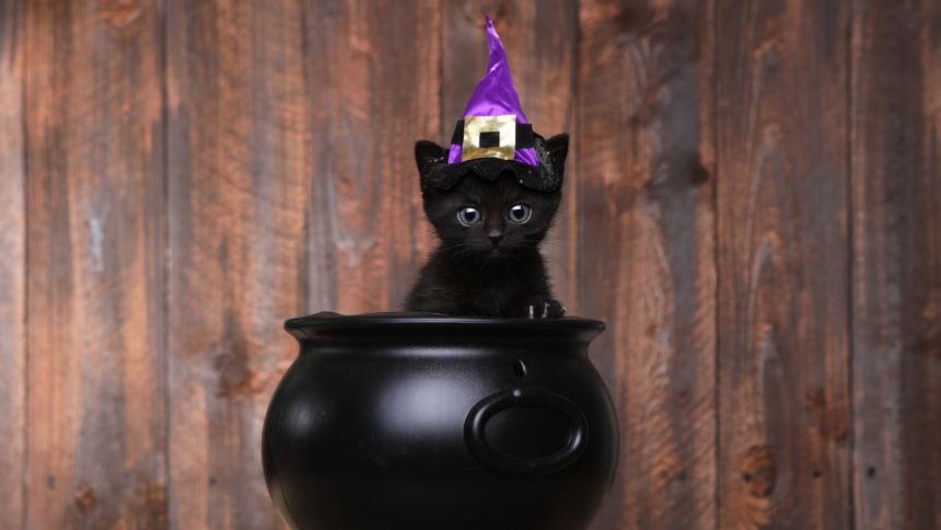 Why Are Cats Associated with Witches? Are They the Perfect Companion ...