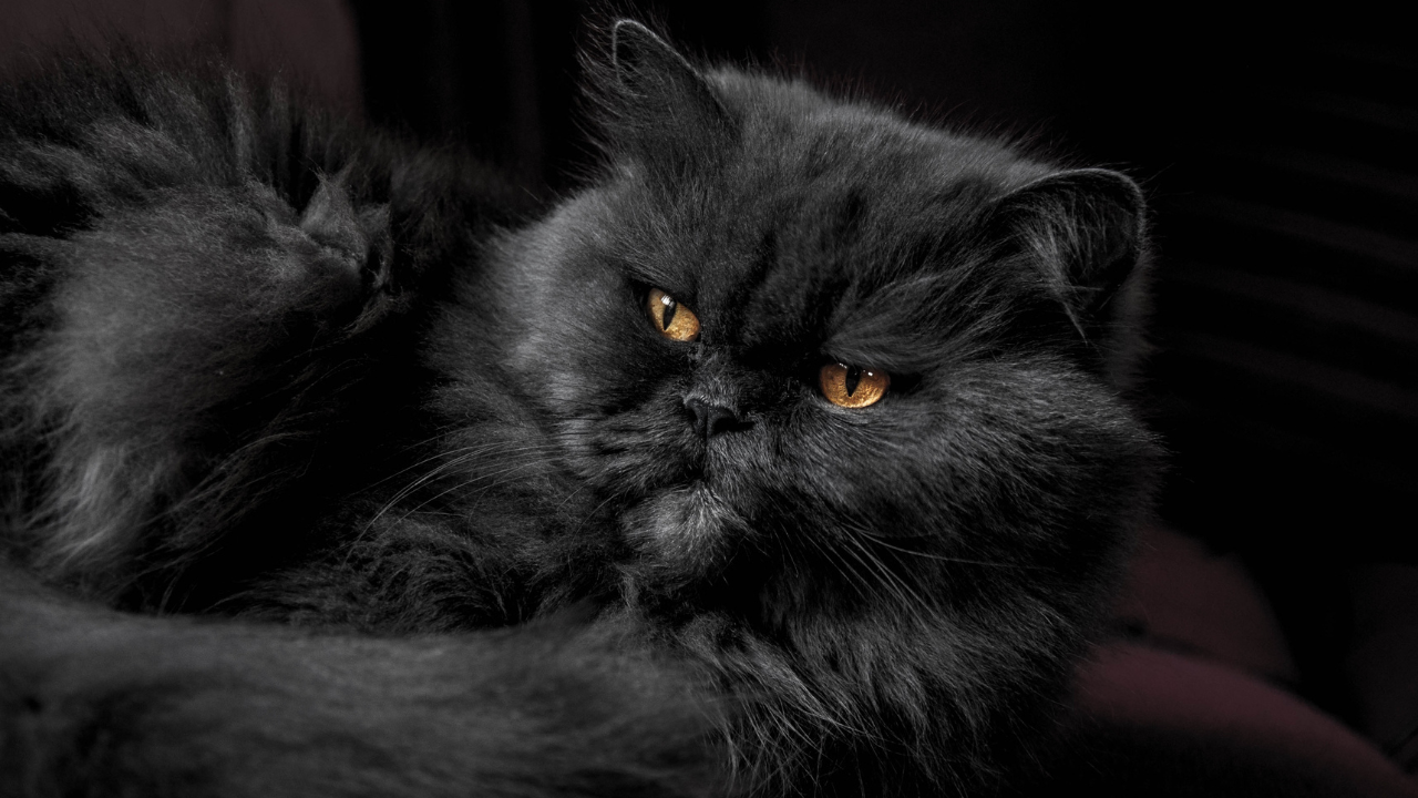Why Are Cats Associated with Witches? Are They the Perfect Companion ...